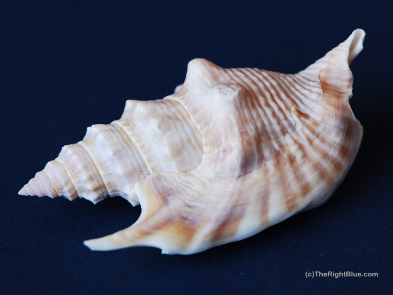 The Right Blue: Every Seashell Has a Story: Hawaiian Stromb, a Very ...