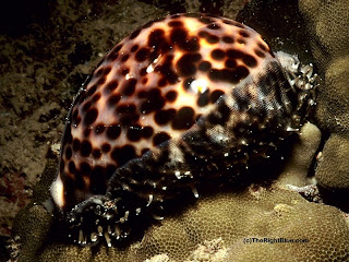 The Right Blue: Tiger Cowries: The largest cowries in Hawaii