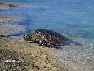 The Right Blue: Hawaiian Green Sea Turtles