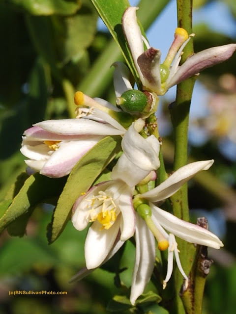 B N Sullivan Photography: Blossoms on a Meyer lemon tree, just ...