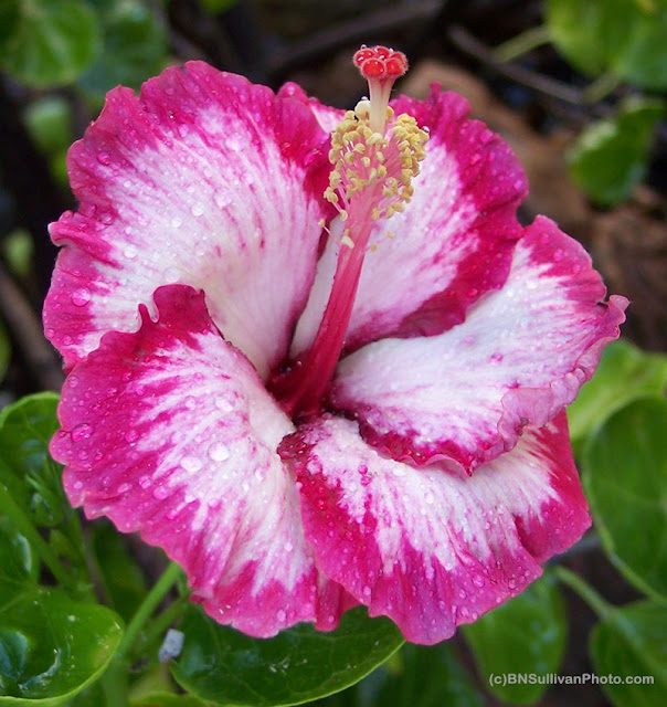 B N Sullivan Photography: Wet Ecstasy