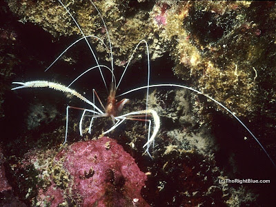 The Right Blue: Ghost Shrimp (Stenopus pyrsonotus)