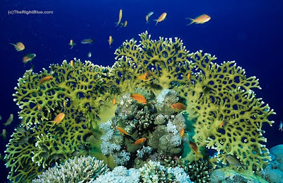 The Right Blue: Fire coral: Another view