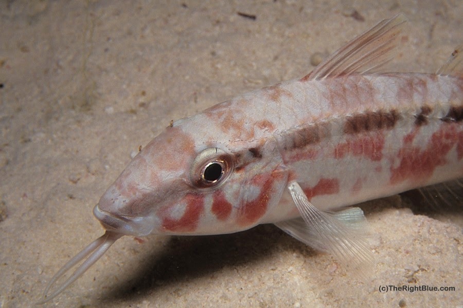 The Right Blue: Goatfish: Tropical bottom-dwellers