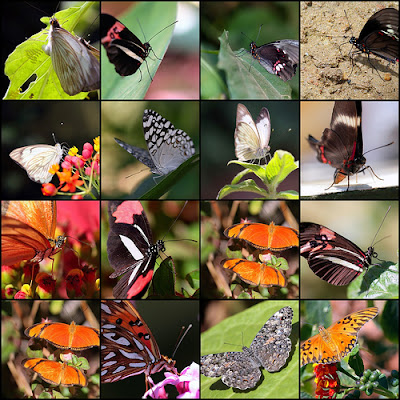 Free Wallpapers: Butterfly Wallpapers, Butterfly Backgrounds, Butterfly ...