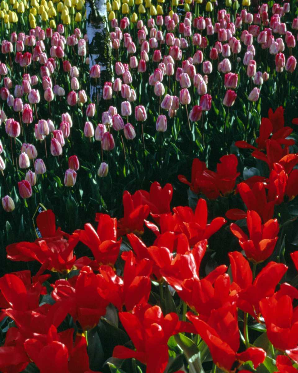 Free Wallpapers: Flower Bokays and Beautiful Gardens