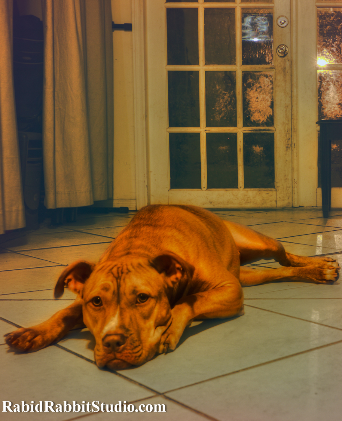 Rabid Rabbit Studio ~ South Florida Skateboarding and BMX Pictures ...