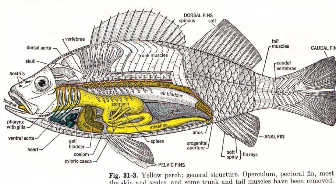 Anatomia De Um Peixe - RETOEDU