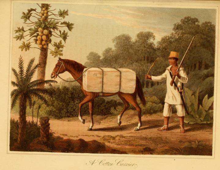 ARQUIVO HISTÓRICO (Madeira): Travels in Brazil - Henry Koster (1816)