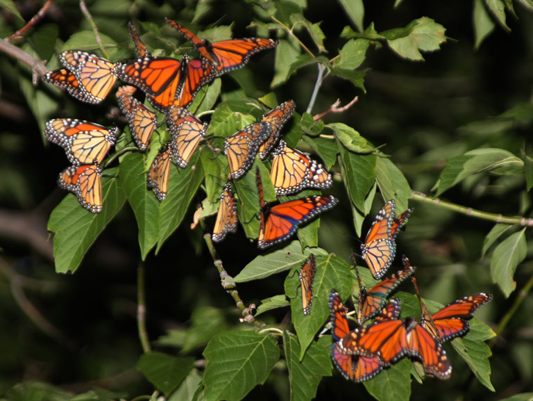 Urban Wilderness: Milwaukee County Grounds update: the Monarch Trail is ...