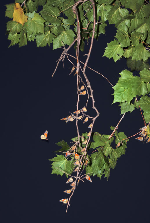 Urban Wilderness: Milwaukee County Grounds update: the Monarch Trail is ...