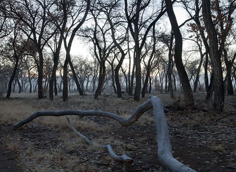 Urban Wilderness: Rio Grande bosque in Albuquerque, NM
