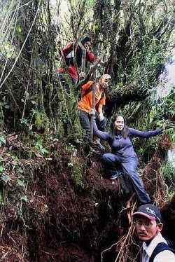 Mossy Forest in Batu Gangan Forest Reserve ~ Cameron Highlands News