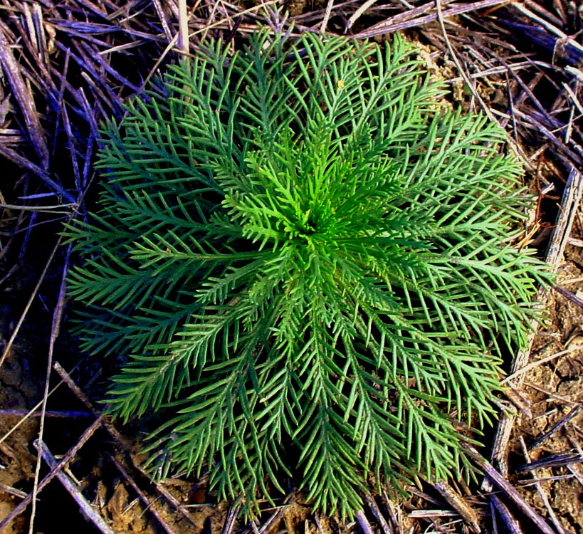 LLELA Live: Secrets Under the Snow; Standing Cypress