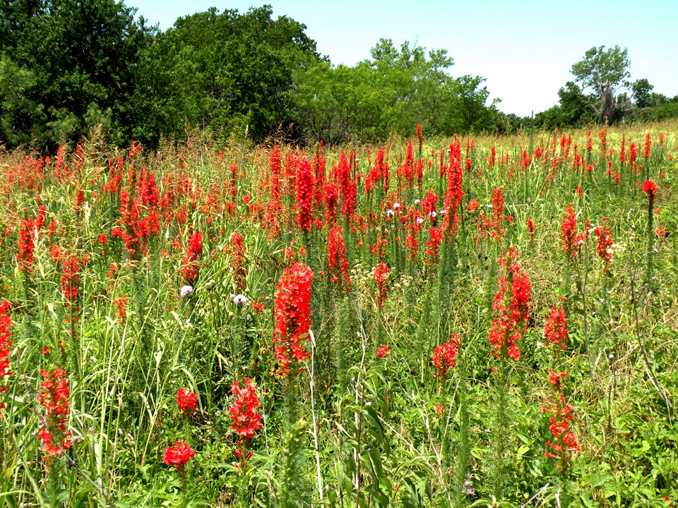 LLELA Live: Secrets Under the Snow; Standing Cypress