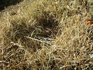 Gardening: Fixing Dead Spots in Ornamental Grasses