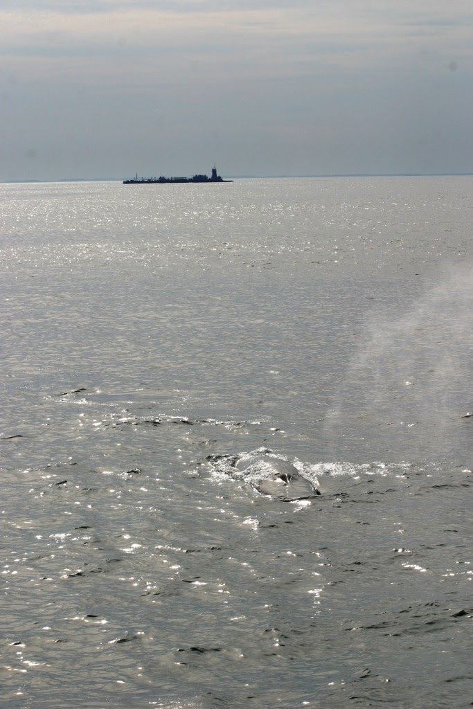 Blue Ocean Society's Whale Sightings: Wow - Wednesday on the Atlantic Queen