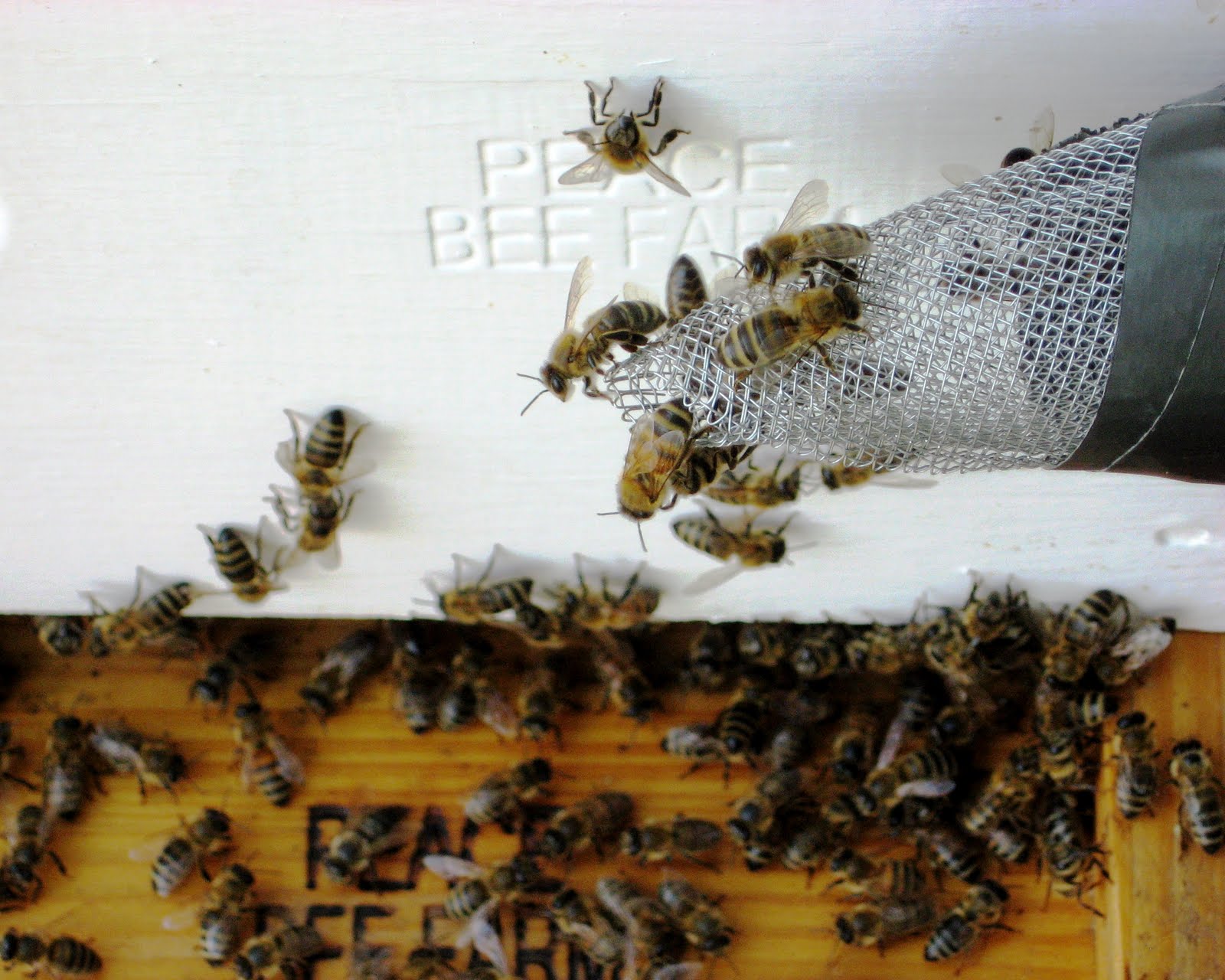 The Peace Bee Farmer: Bee Transfer by Funnel