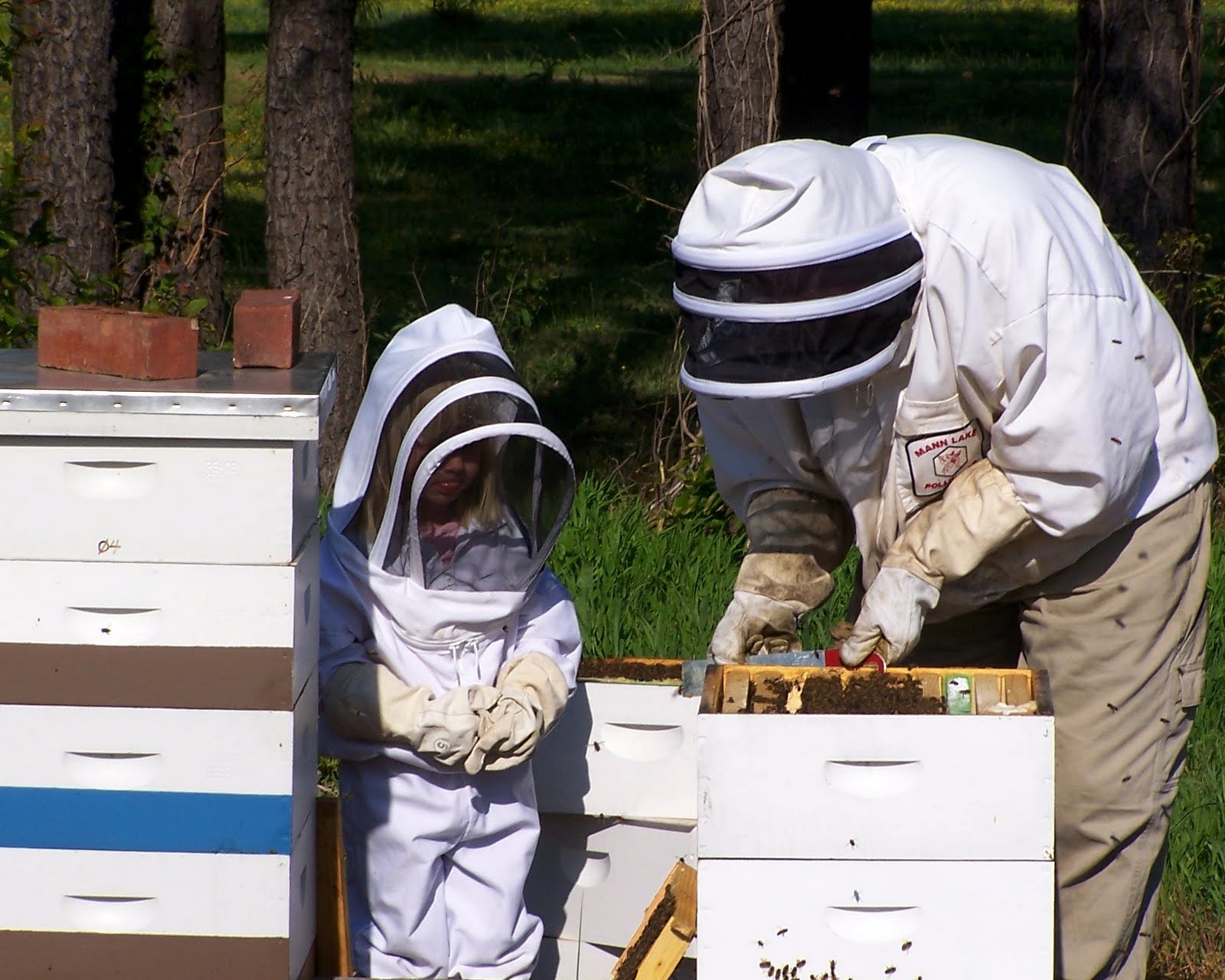 The Peace Bee Farmer: L. L. Langstroth