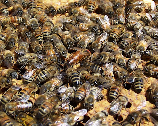 The Peace Bee Farmer: Calm and Gentle Honey Bees