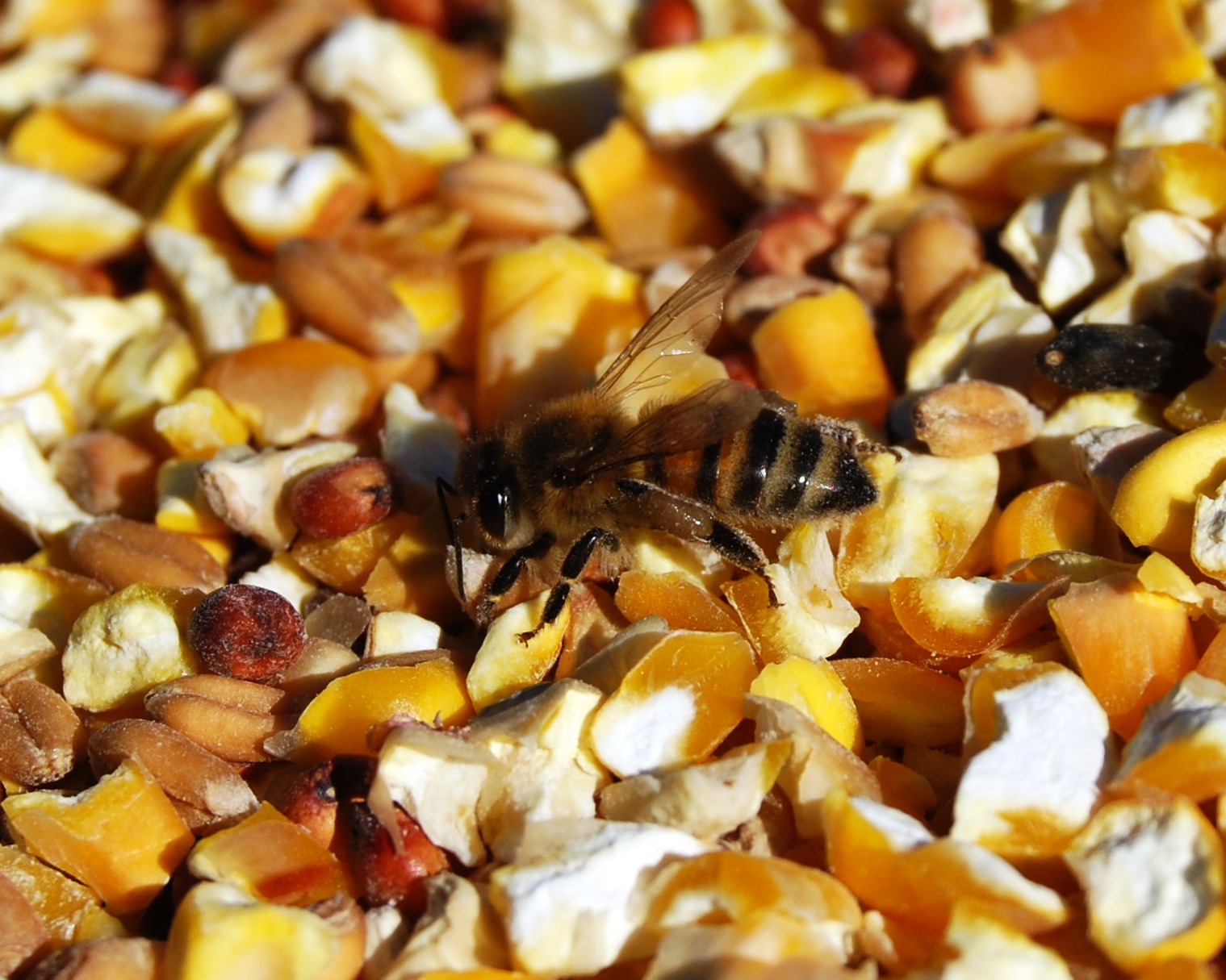 The Peace Bee Farmer: Searching for Pollen