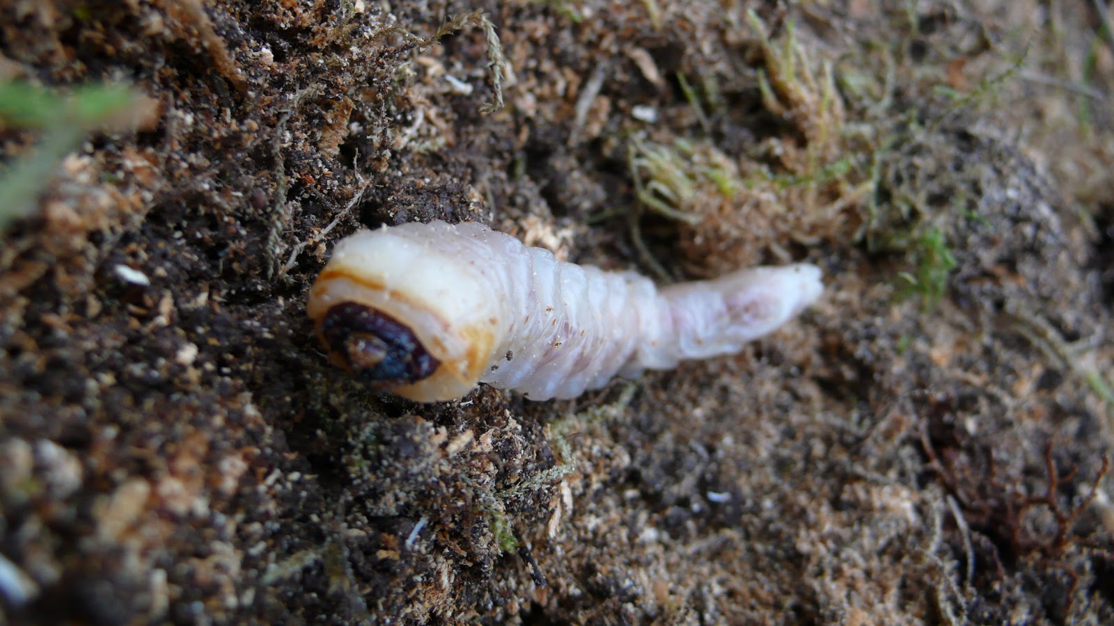 The Reluctant Homesteaders: A Grub and a Tip