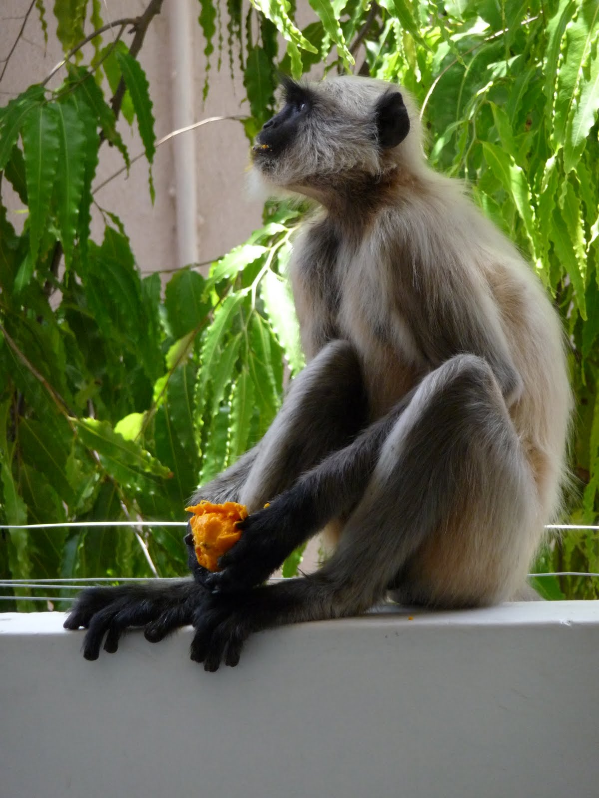 Stranger in a Strange Land: Hey, hey! We're the Monkeys! People say we ...