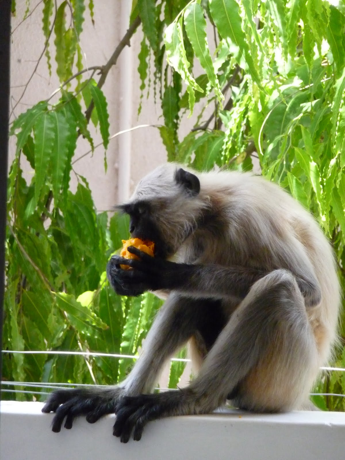 Stranger in a Strange Land: Hey, hey! We're the Monkeys! People say we ...