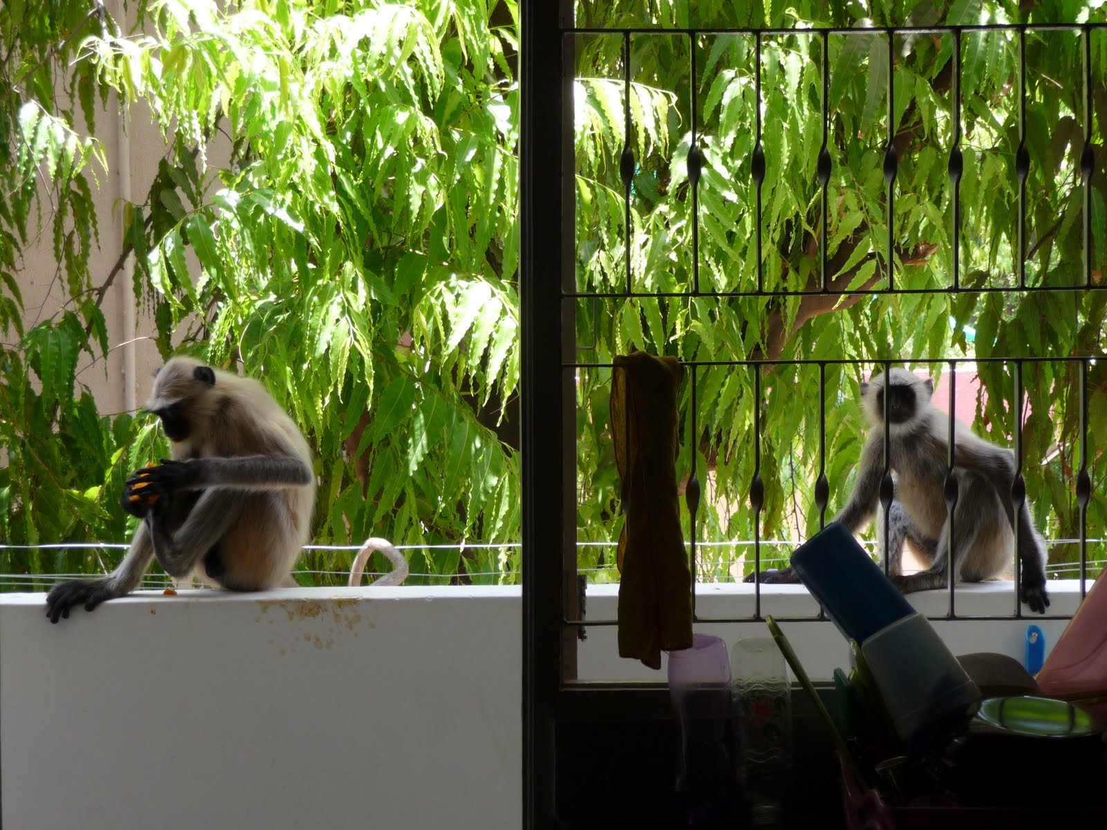 Stranger in a Strange Land: Hey, hey! We're the Monkeys! People say we ...