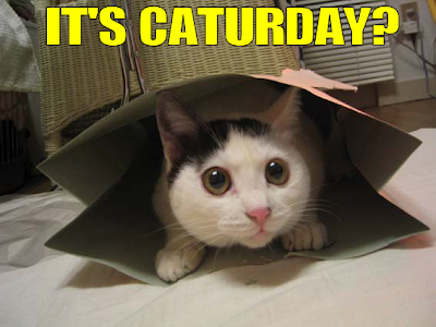DAVID DUST: Happy Caturday