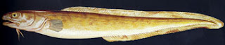 Frutos del Mar: ROSADA