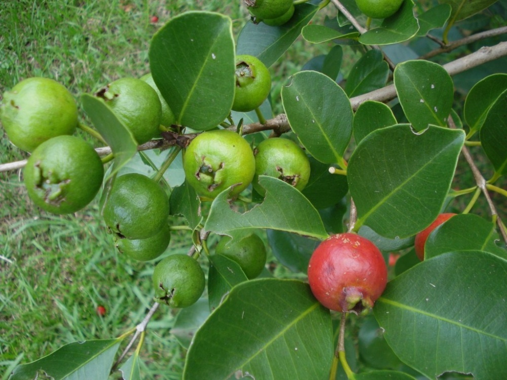 Saúde e Natureza: ARAÇÁ