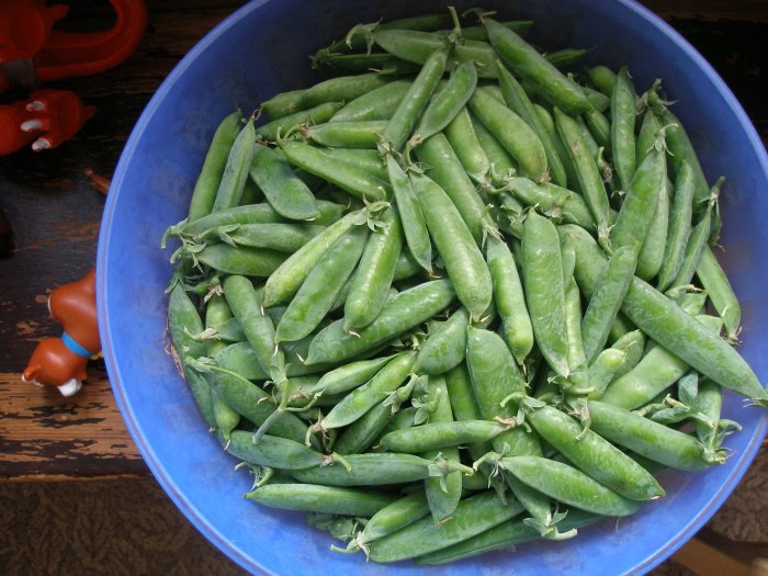 Thy Hand Hath Provided: Preserving: Freezing Garden (English) Peas