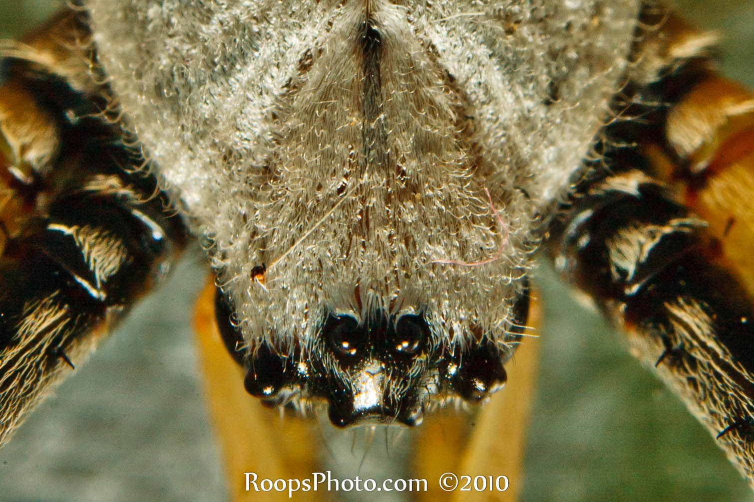 Roops Photography: Black and Yellow Garden Spider - Macro closeup shots