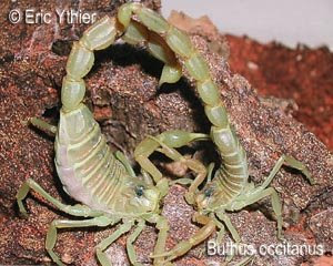 Your Personal Trip Adviser and Driver in Greece.: Venomous Animals in ...