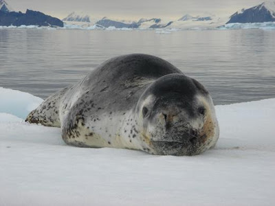 Antarctic Adventure: Leopard Seal Apex predator