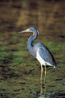 How To Protect Your Goldfish From Pond Predators - Goldfish Care ...