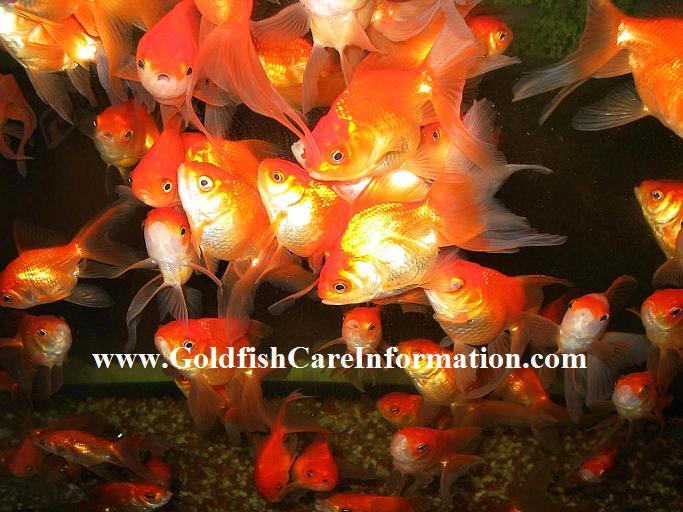 Raising Baby Goldfish Archives - Goldfish Care Information Diseases ...