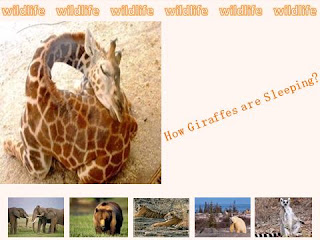 WILDLIFE: How Giraffes are sleeping?