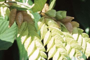 HIERBAS Y PLANTAS MEDICINALES: Mastuerzo