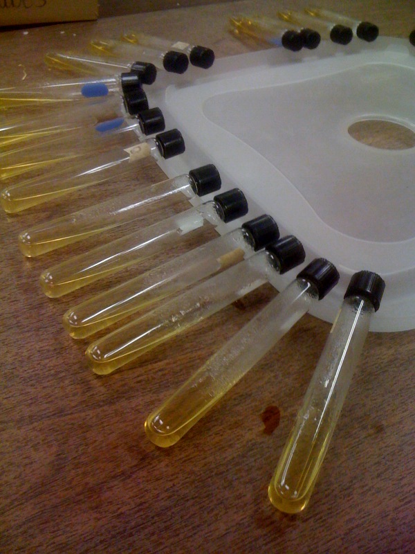 Microbiology Rocks!: Making Nutrient Agar Slants
