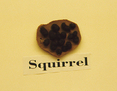 Squirrels Gone Wild!: Squirrel Scat