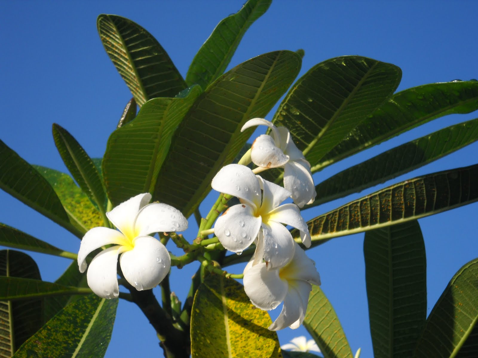 Standtough: Bunga Kemboja