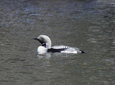 Harakan sivut: ONKO KUIKKA