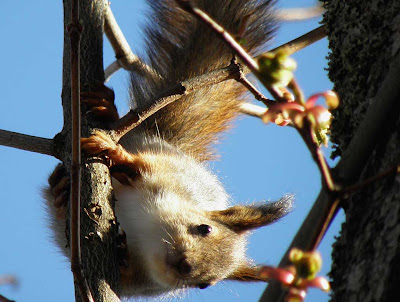 Harakan sivut: ORAVAN POIKASET VAUHDISSA