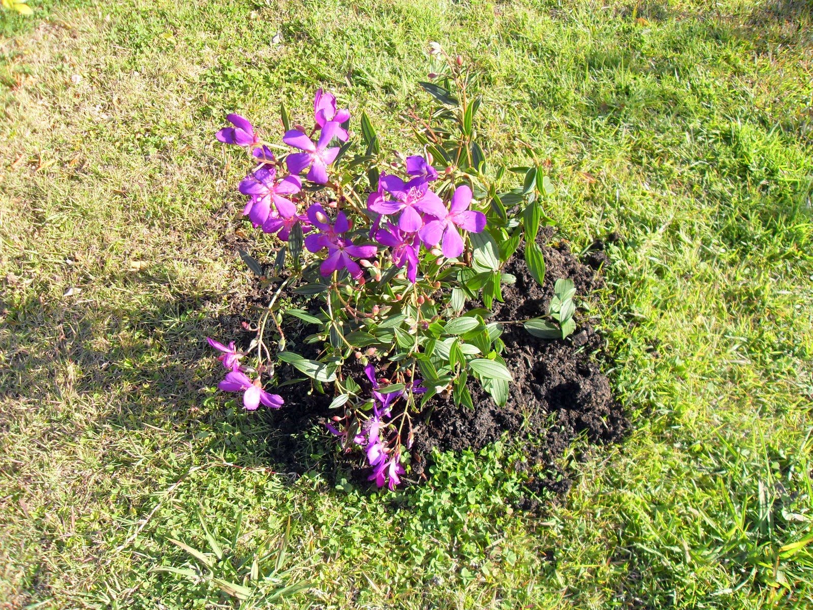 Spun-Kaye: Metrosideros Fiji Fire and Tibouchina Jazzie