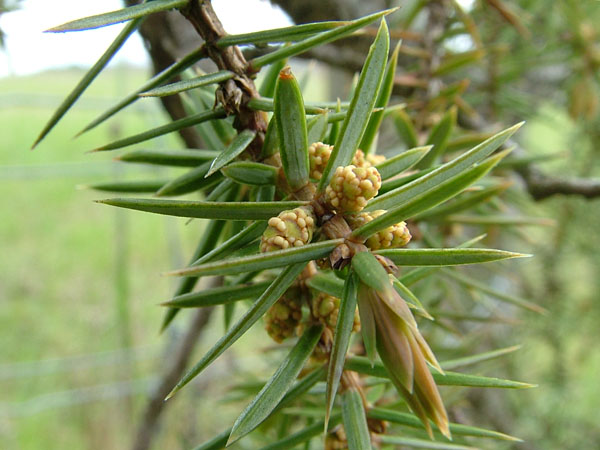 botanical walk: Common Juniper