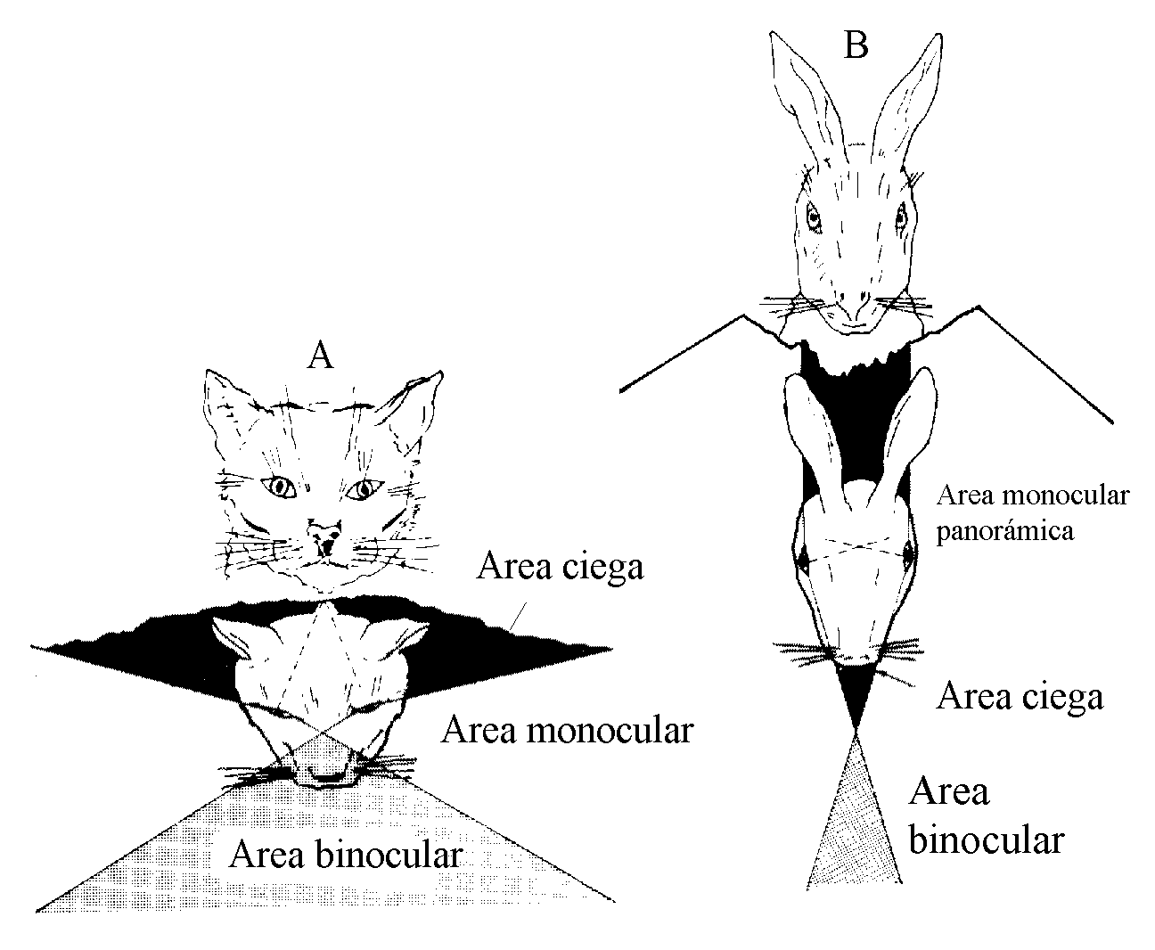 TEMAS SELECTOS DE BIOFÍSICA: VISIÓN