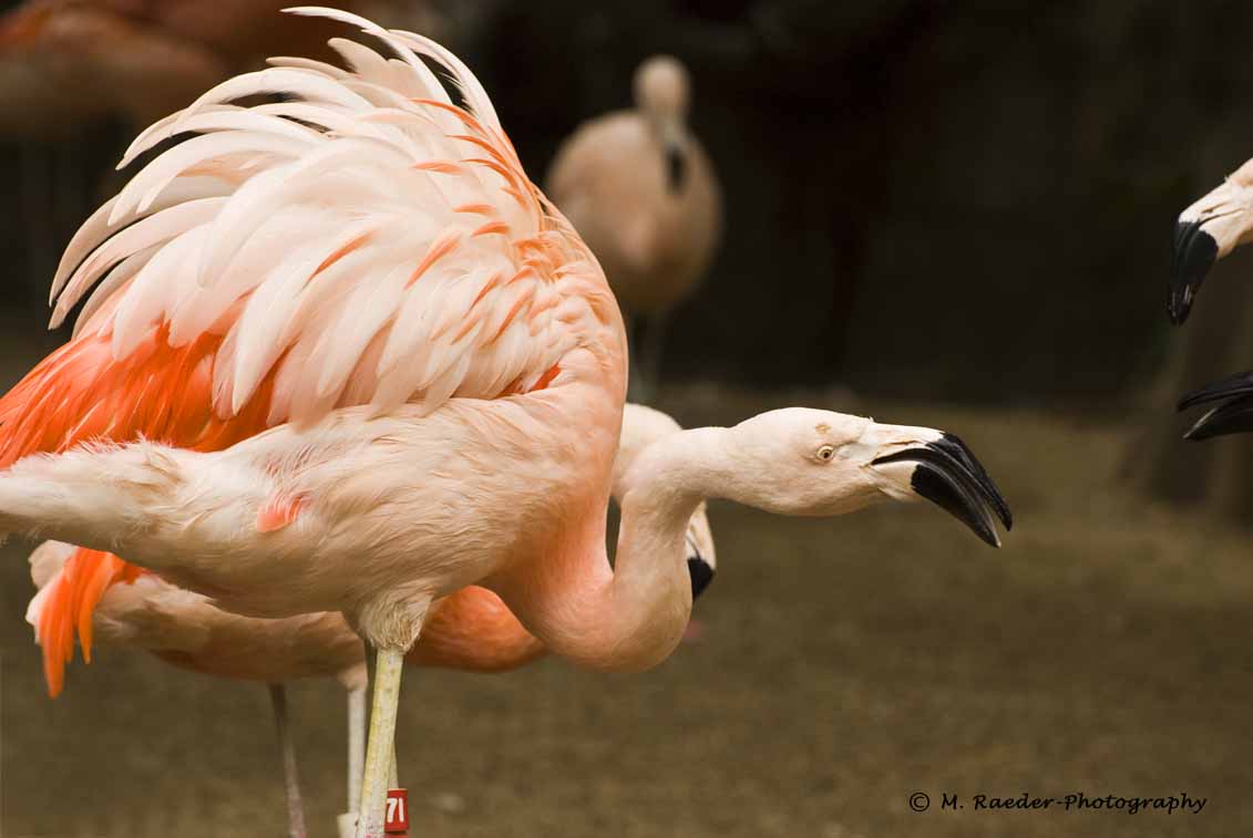 M. Raeder - Photography: Gallery: Wildlife & Nature