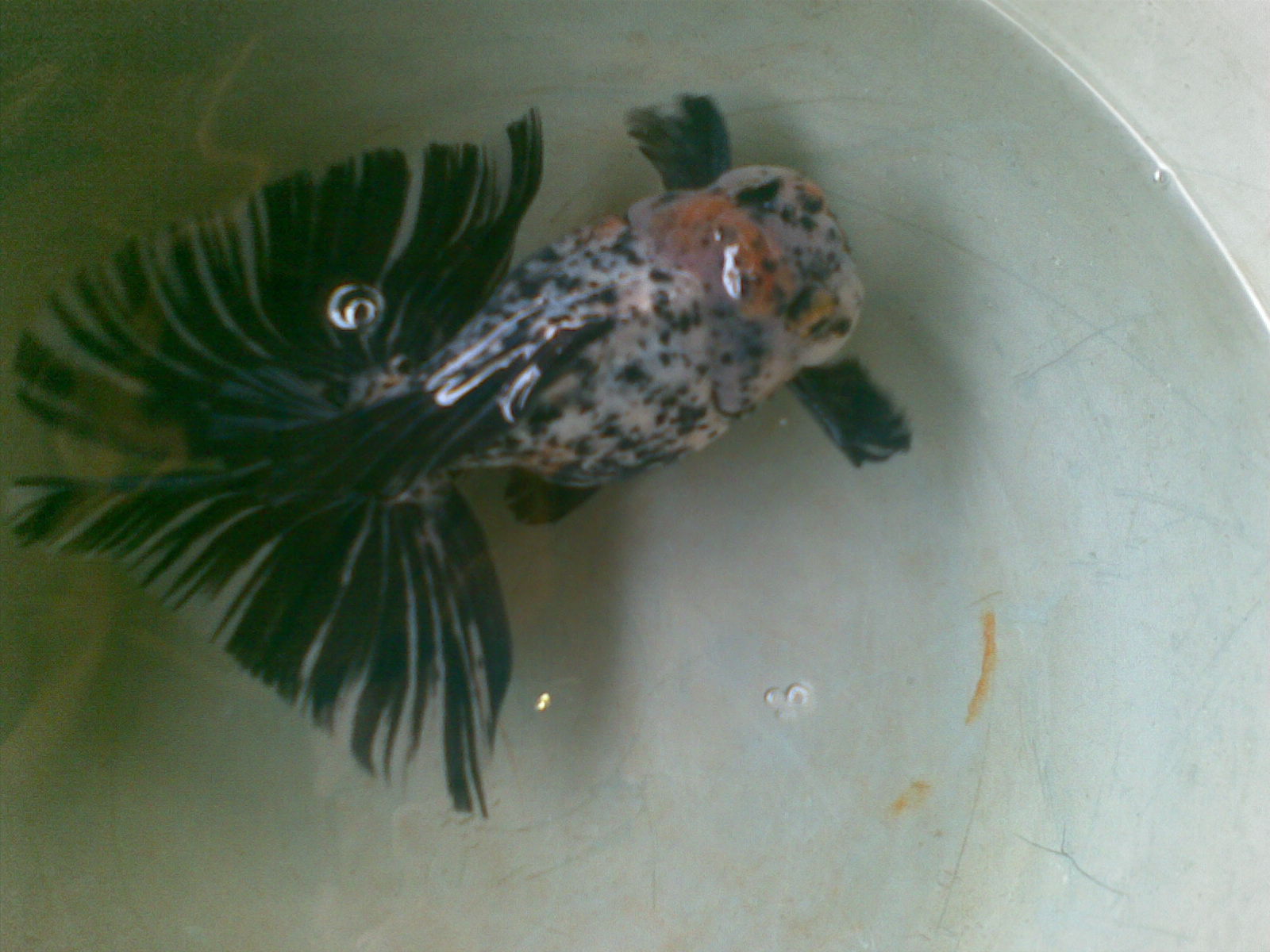 1001 GOLDFISH: CALICO ORANDA BROADTAIL